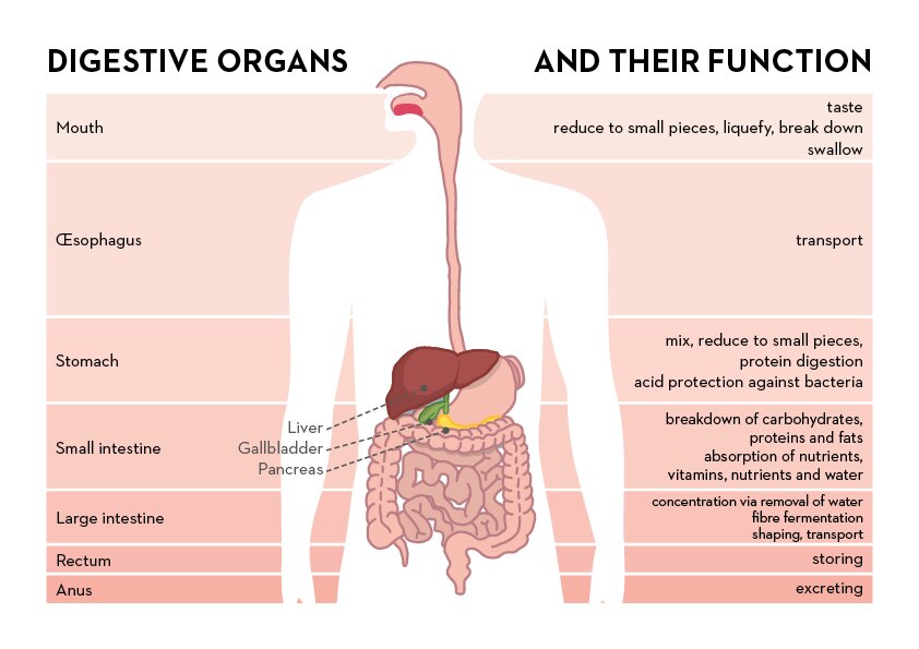 The Gastrointestinal Tract More Than A Simple Machine Alimentarium