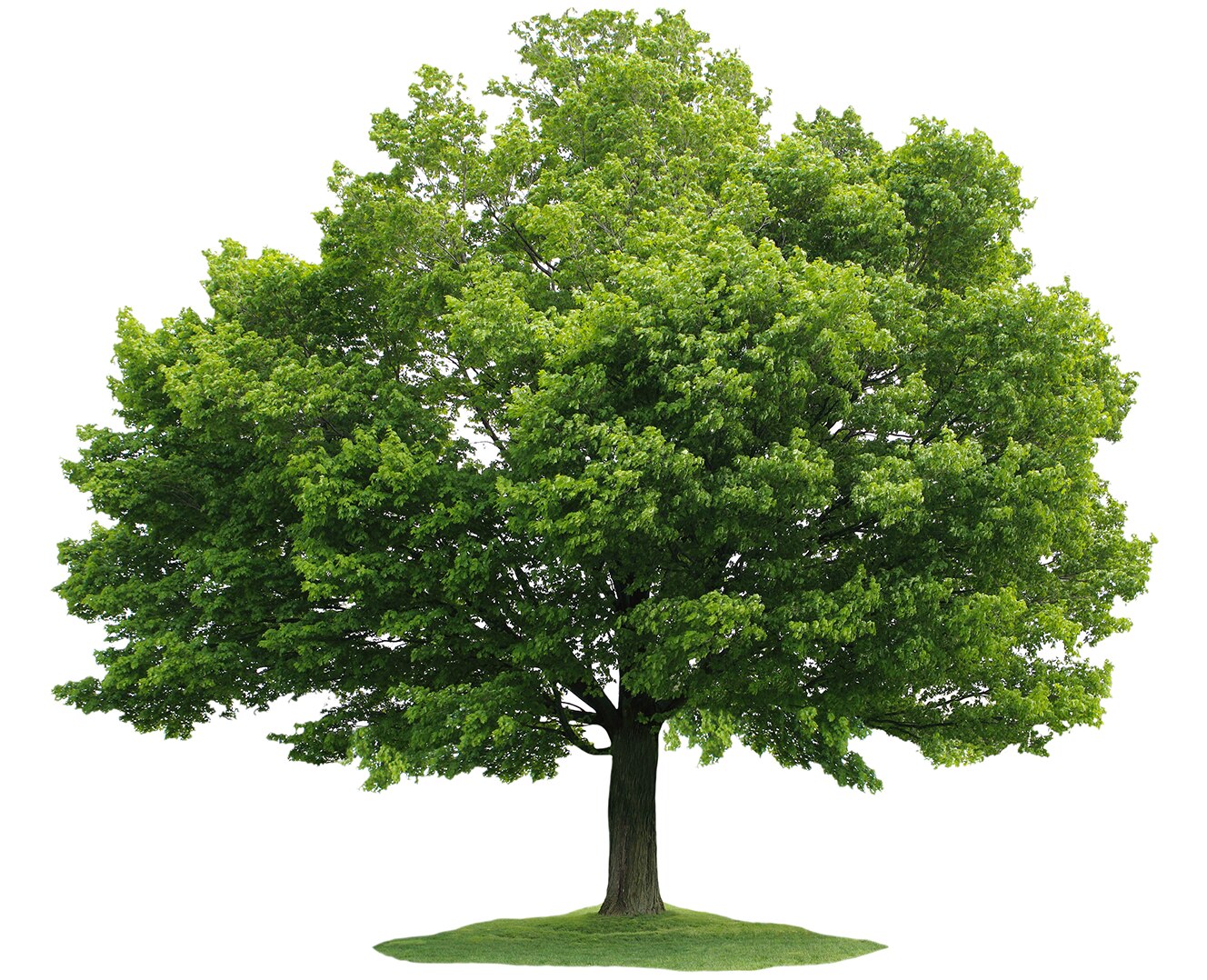 Maple | alimentarium