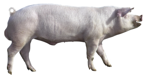 Pig | alimentarium