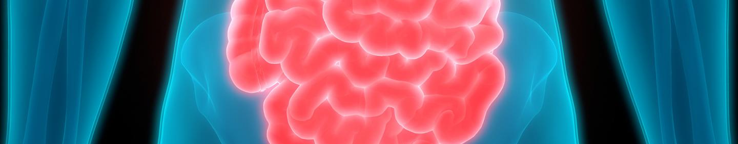 The organs in the digestive tract | alimentarium