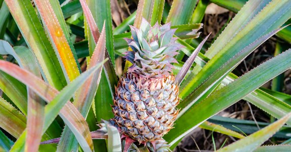 Polynesian cuisine | alimentarium